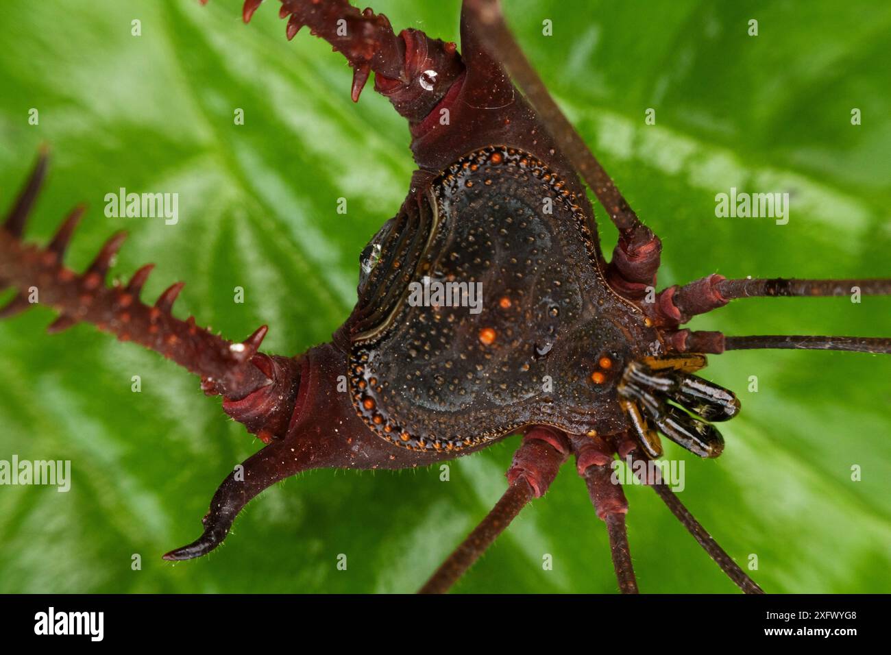 Red harvestman hi-res stock photography and images - Alamy