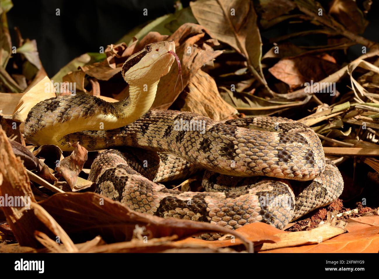 Fer-de-lance (Bothrops lanceolatus) captive, endemic to Martinique ...
