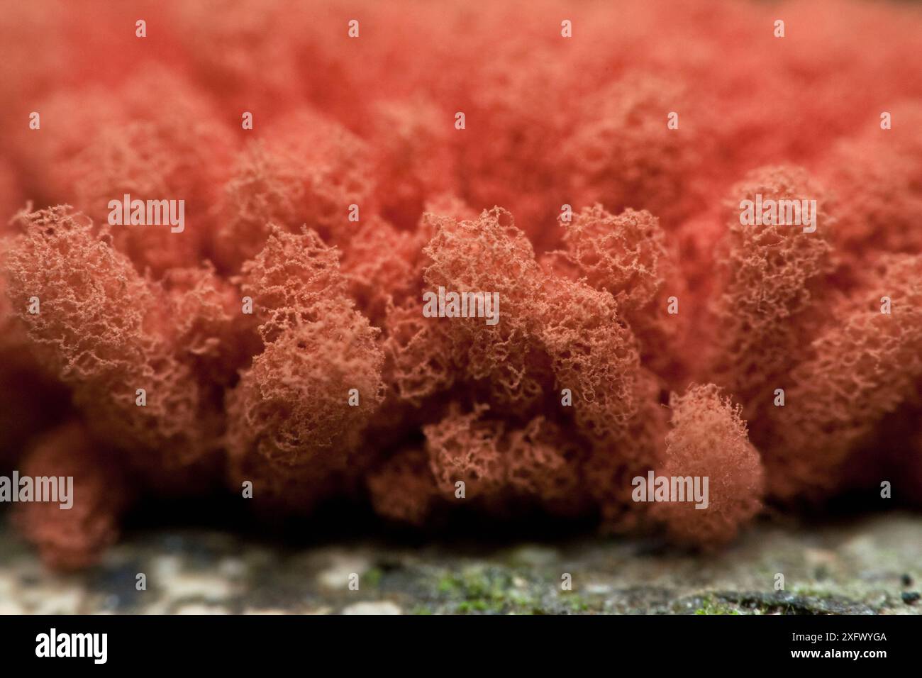 Slime mould (Arcyria sp), Intervales State Park, Sao Paulo, Atlantic ...