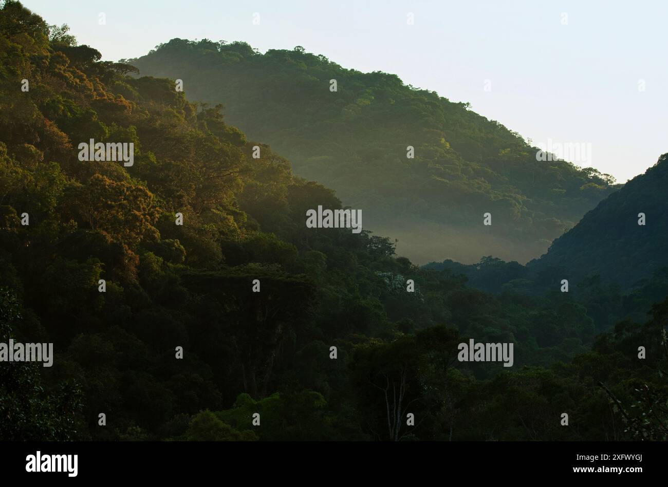Atlantic rainforest in mist, Intervales State Park, Sao Paulo, Atlantic ...