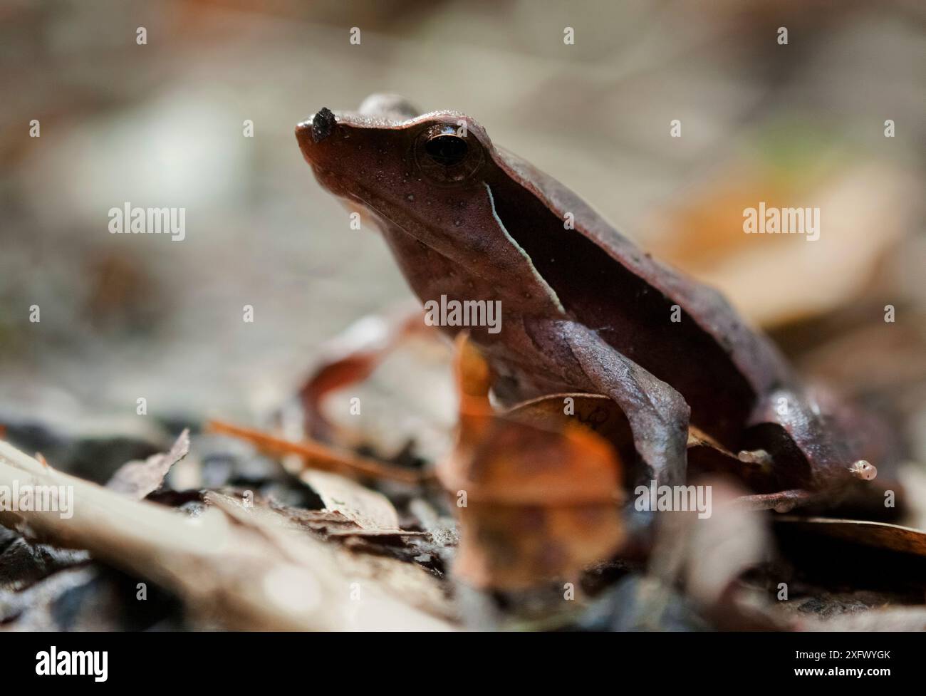 Atlantic forest dwarf frog hi-res stock photography and images - Alamy