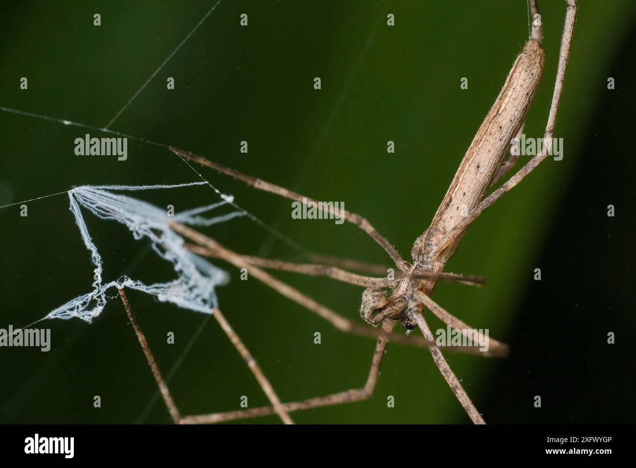 Net casting spider (Deinopis sp) with web to capture prey, Intervales ...