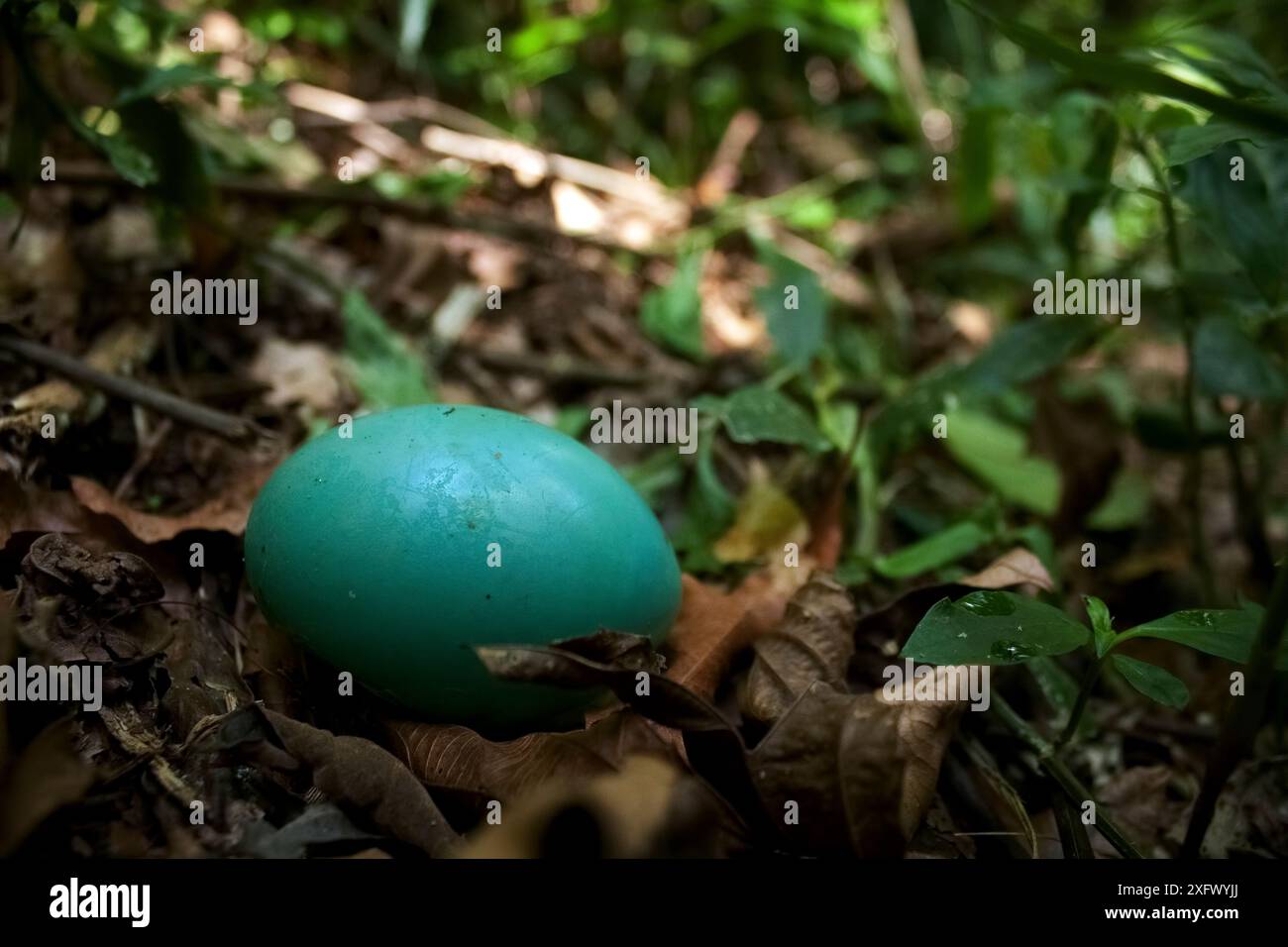 Tinamus egg hi-res stock photography and images - Alamy