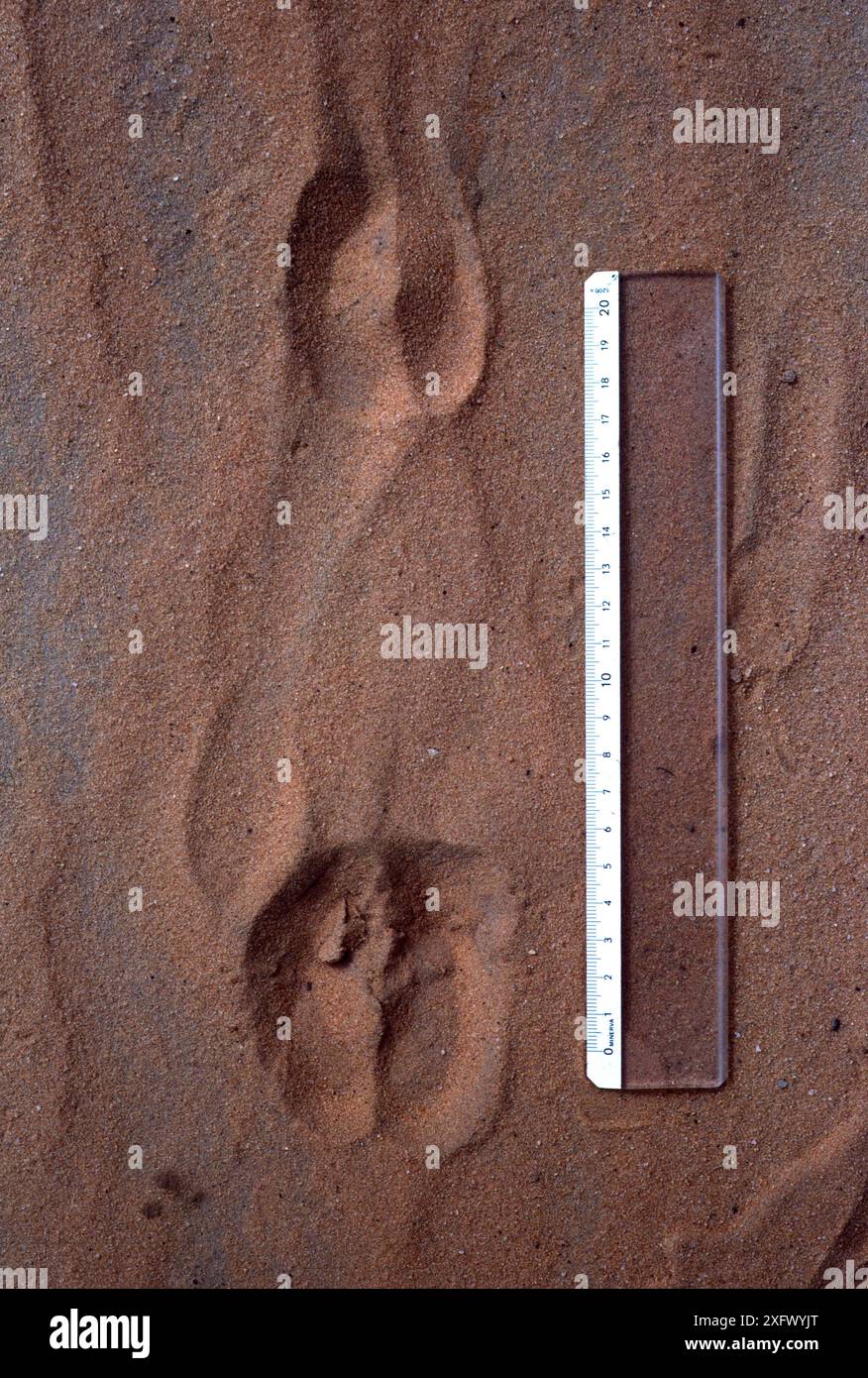 Sheep footprints hi-res stock photography and images - Alamy