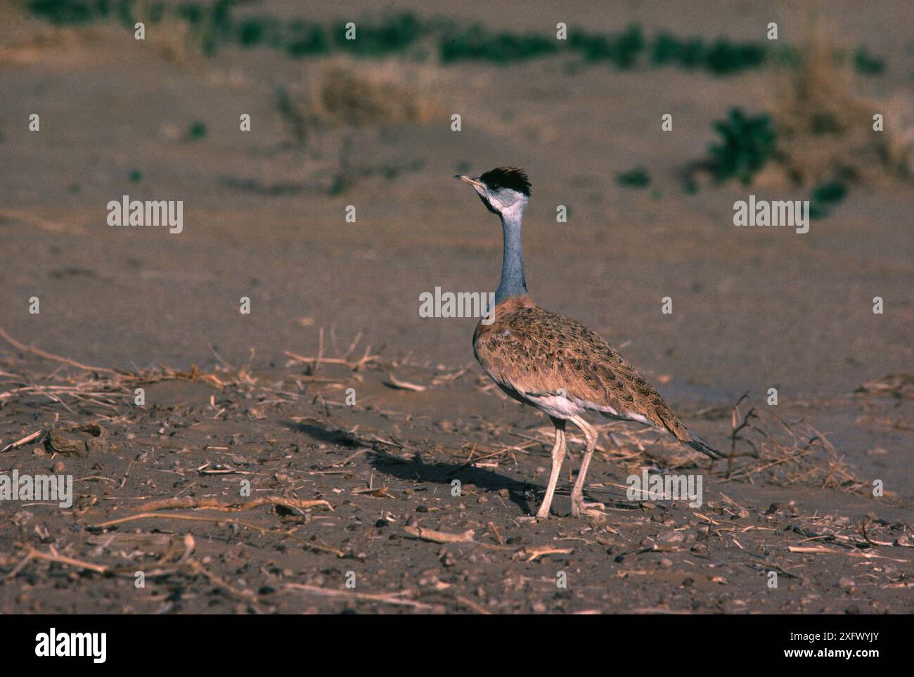 Nubian bustard (Neotis nuba) Sahara Stock Photo - Alamy