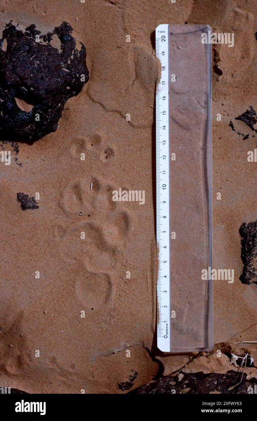 Honey badger (Mellivora capensis) tracks in the sand, Tenere, Sahara ...