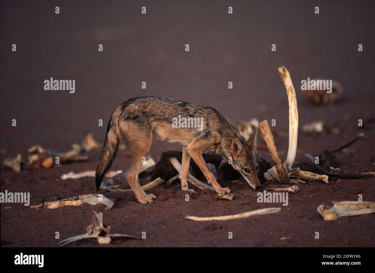 Common jackal (Canis aureus) Sahara, Niger Stock Photo - Alamy