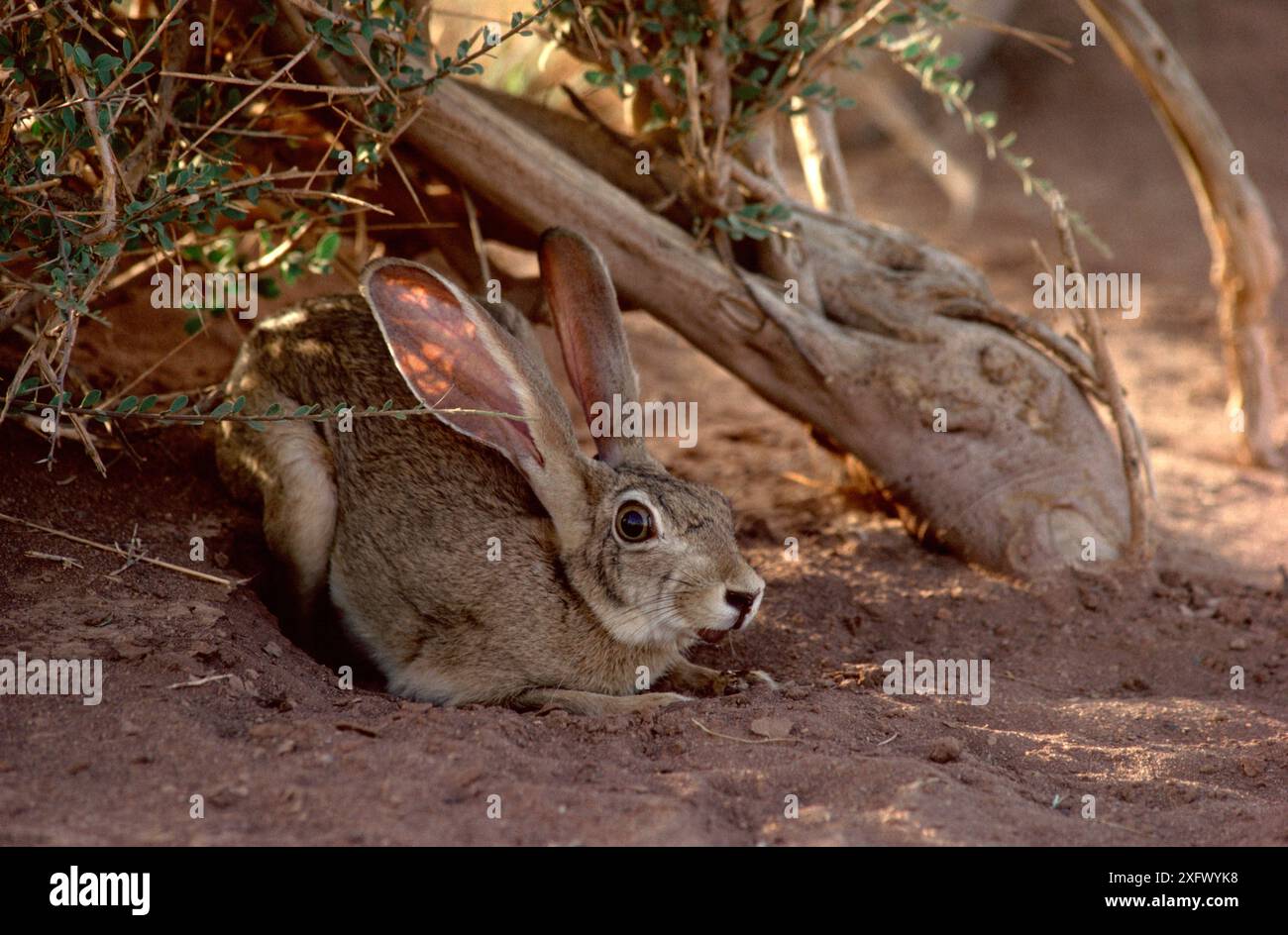 Cape hare (Lepus capensis) resting in shadow of a Maerua crassifolia ...