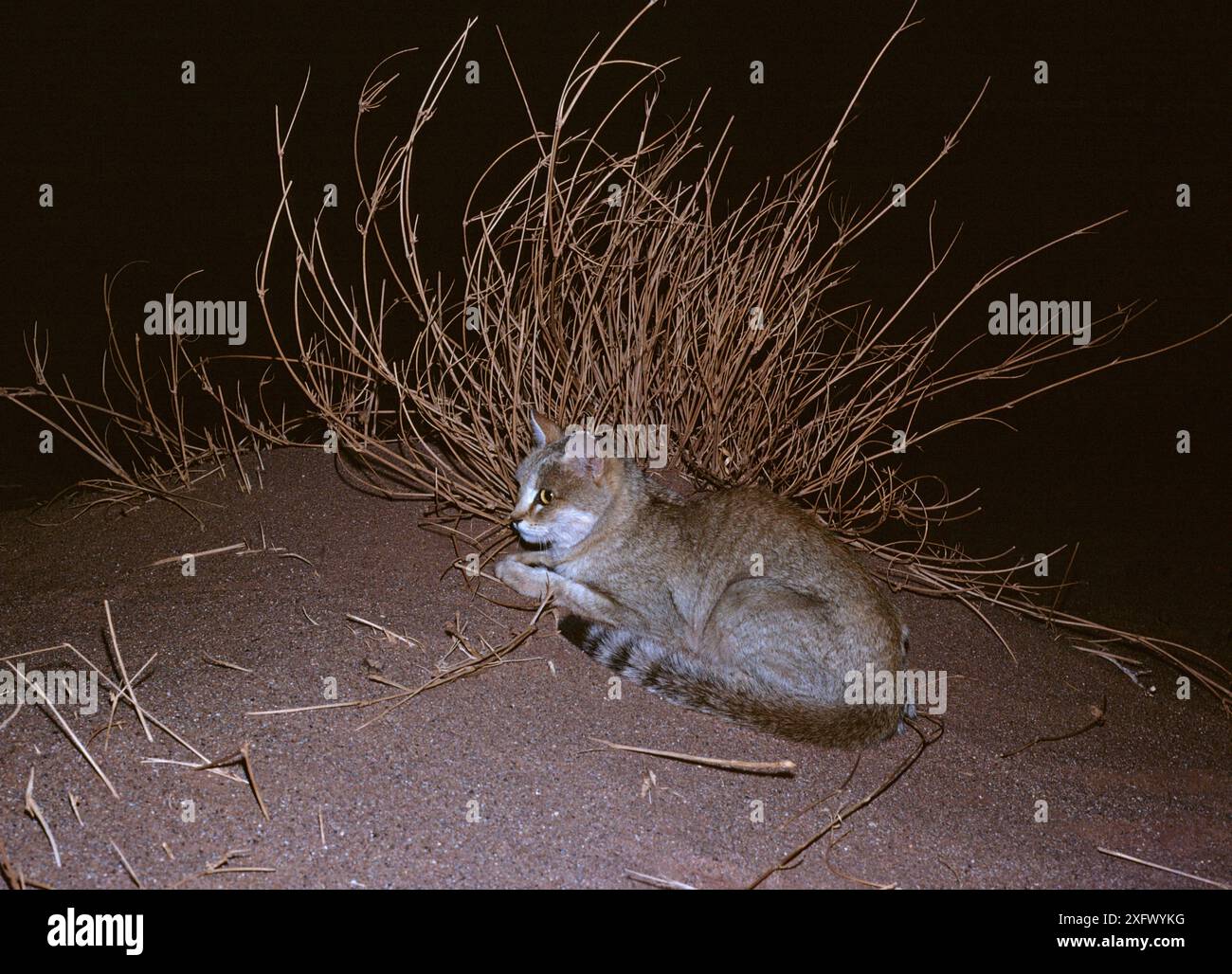 African wildcat desert cat felis hi-res stock photography and images ...