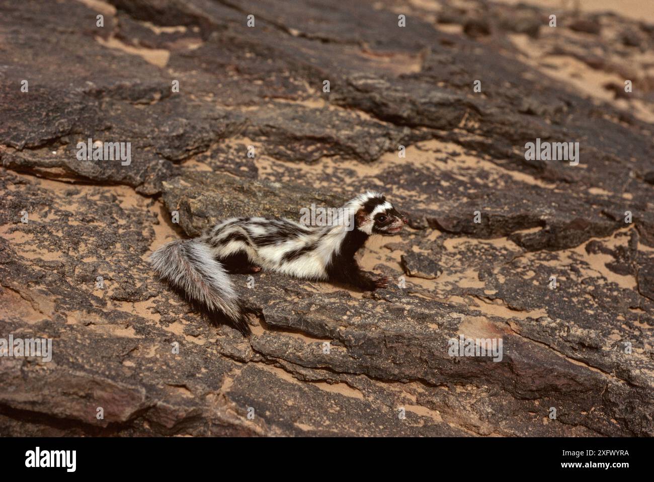 African striped weasel hi-res stock photography and images - Alamy