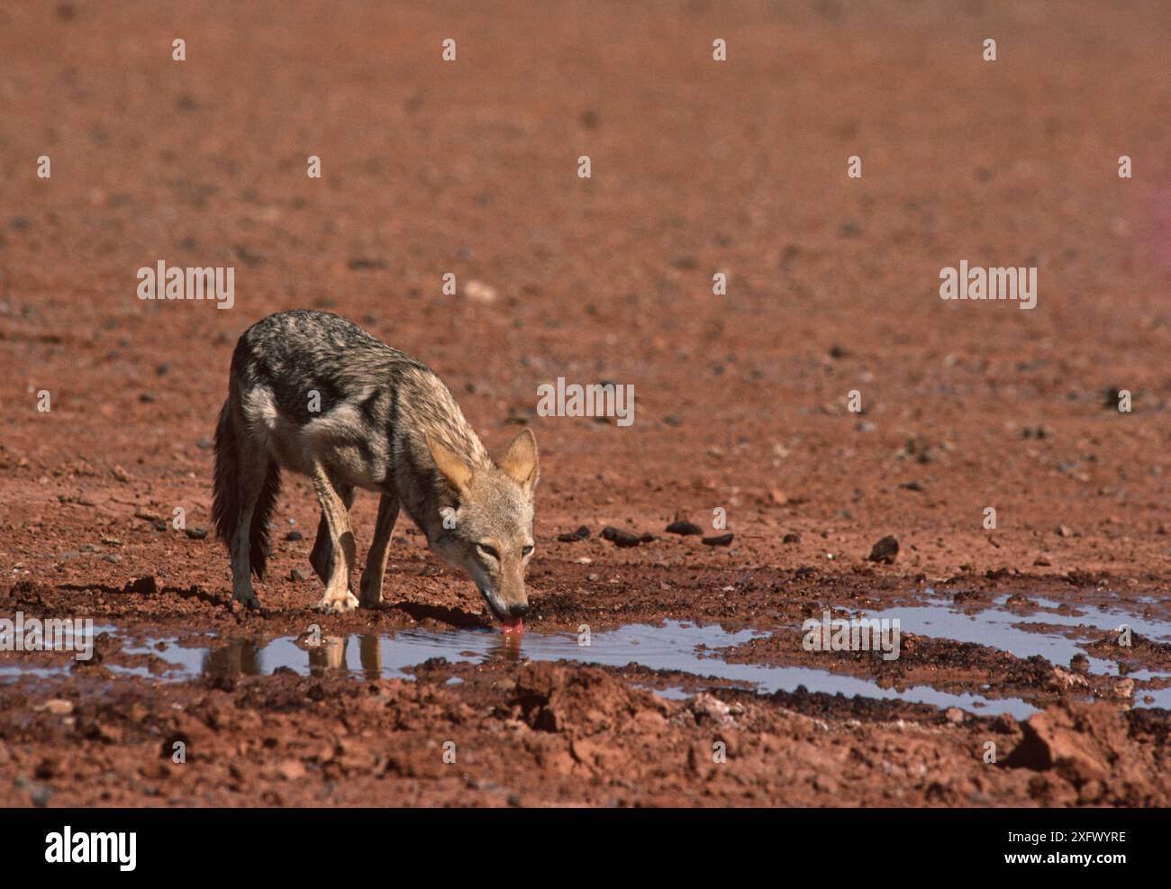Common jackal (Canis aureus) drinking from water hole, Sahara, Niger ...