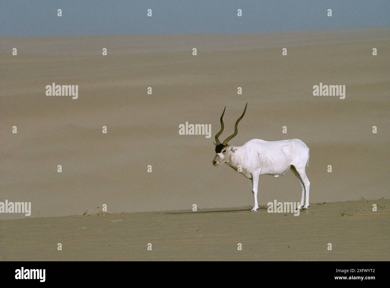 Addax male hi-res stock photography and images - Alamy