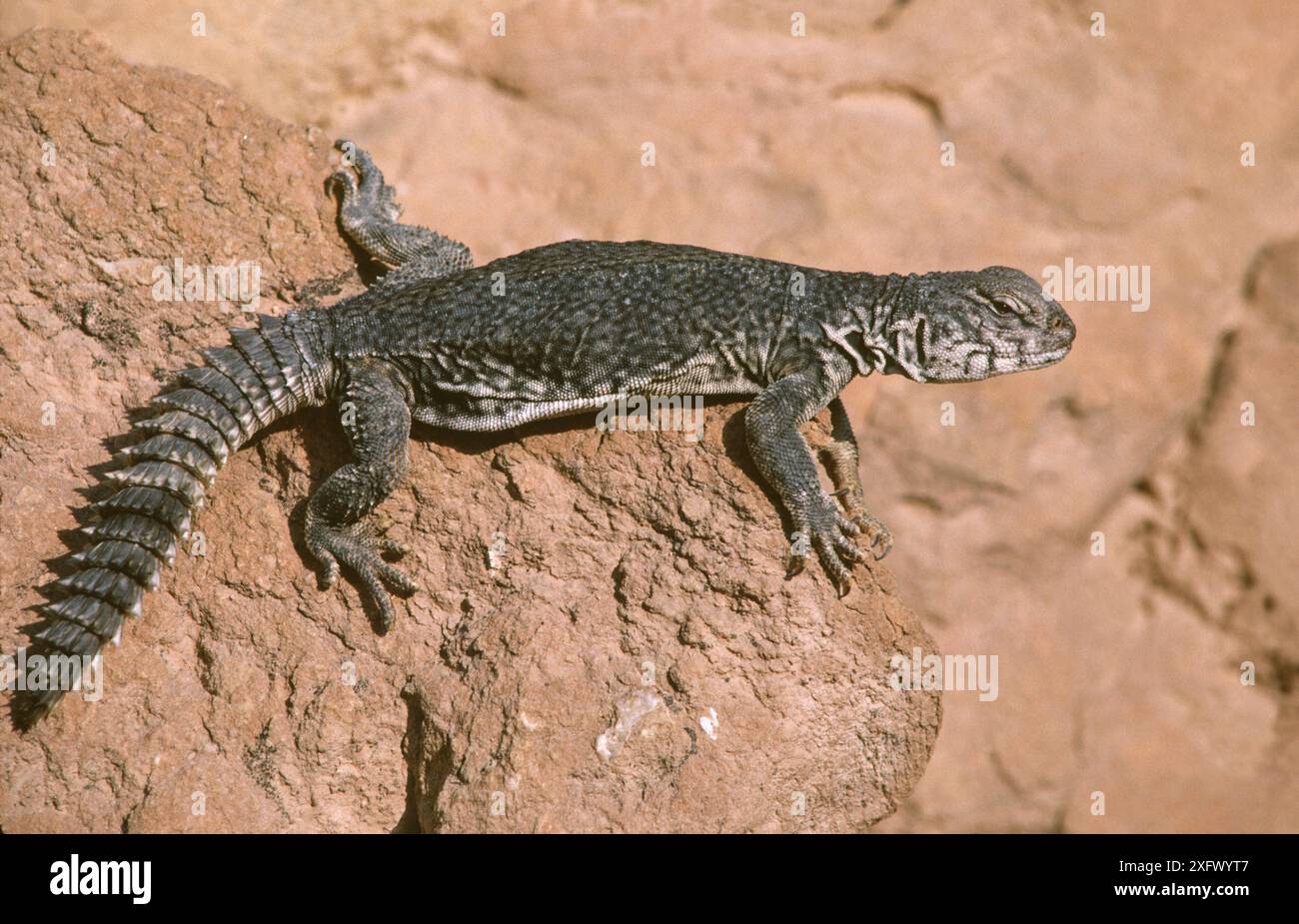 Spiny tailed agama lizard hi-res stock photography and images - Alamy