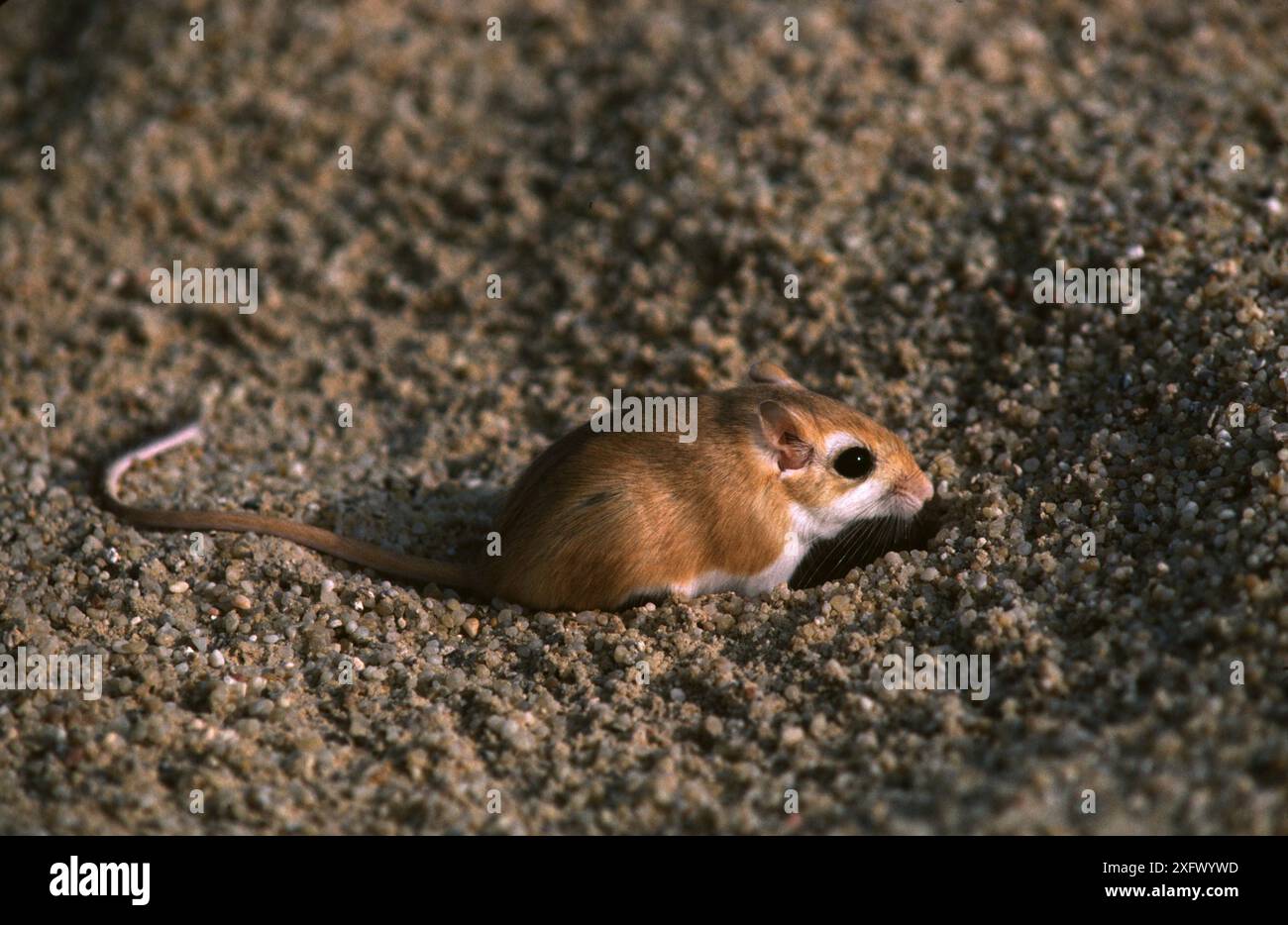 Hairy footed gerbil (Gerbillus latastei) in Sahara Desert Stock Photo ...