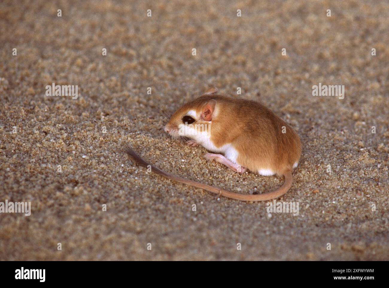 Gerbillus hi-res stock photography and images - Alamy