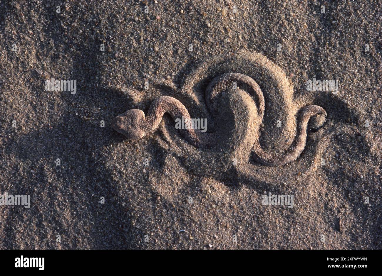 Sahara sand viper (Cerastes vipera) burying itself. Sahara Desert ...