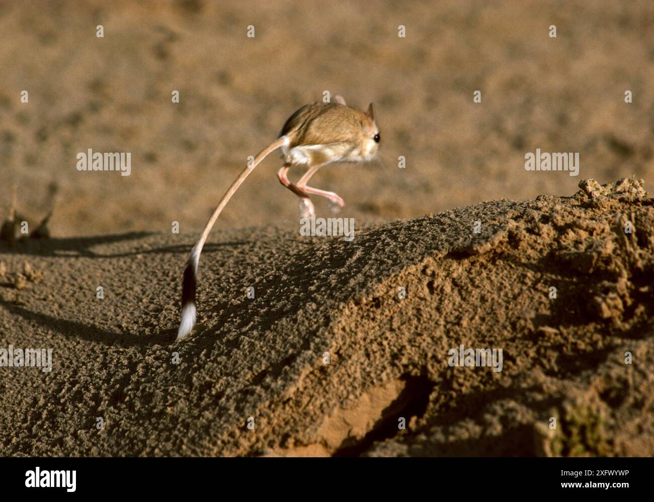 Jaculus not snake hi-res stock photography and images - Alamy