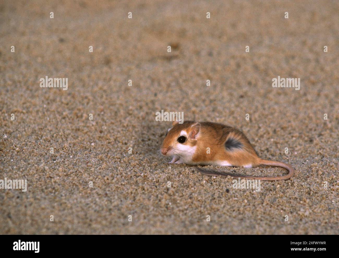Hairy footed gerbil (Gerbillus latastei) in Sahara Desert Stock Photo ...