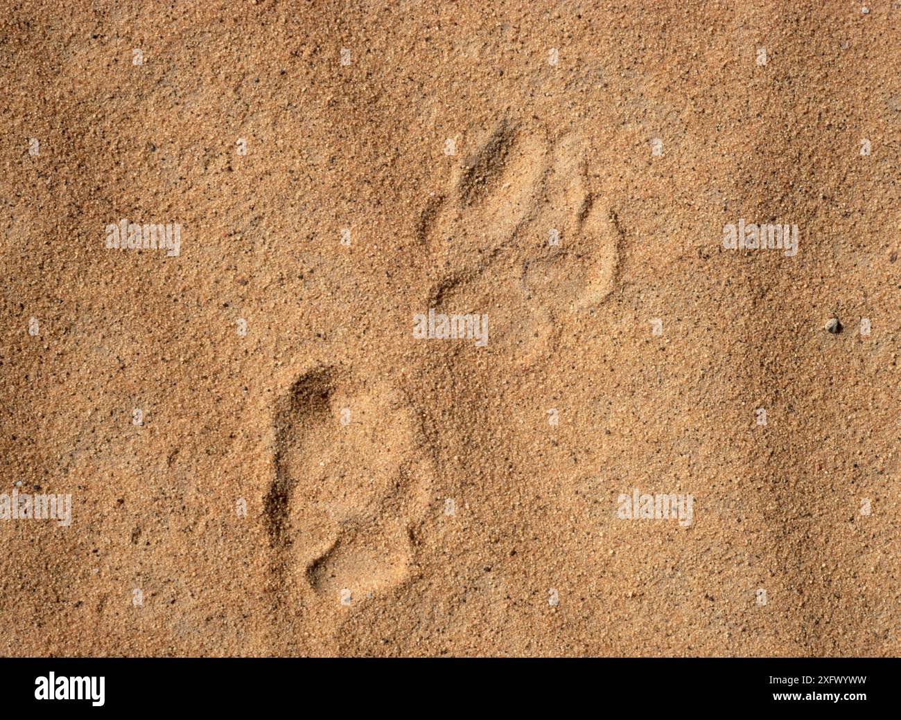 Striped hyena (Hyaena hyaena) footprints, showing typical larger rouder ...