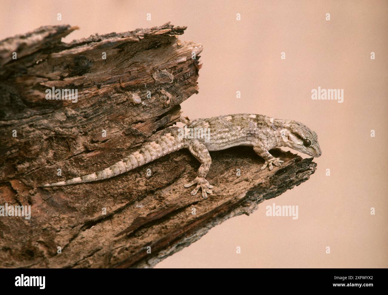 Tarentola ephippiata hi-res stock photography and images - Alamy