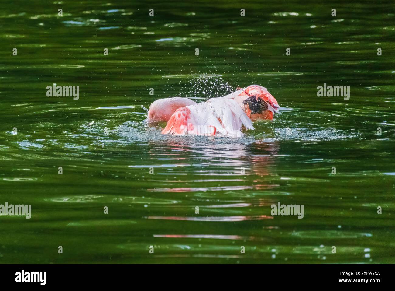 Flamingo body neck pink feathers hi-res stock photography and images ...
