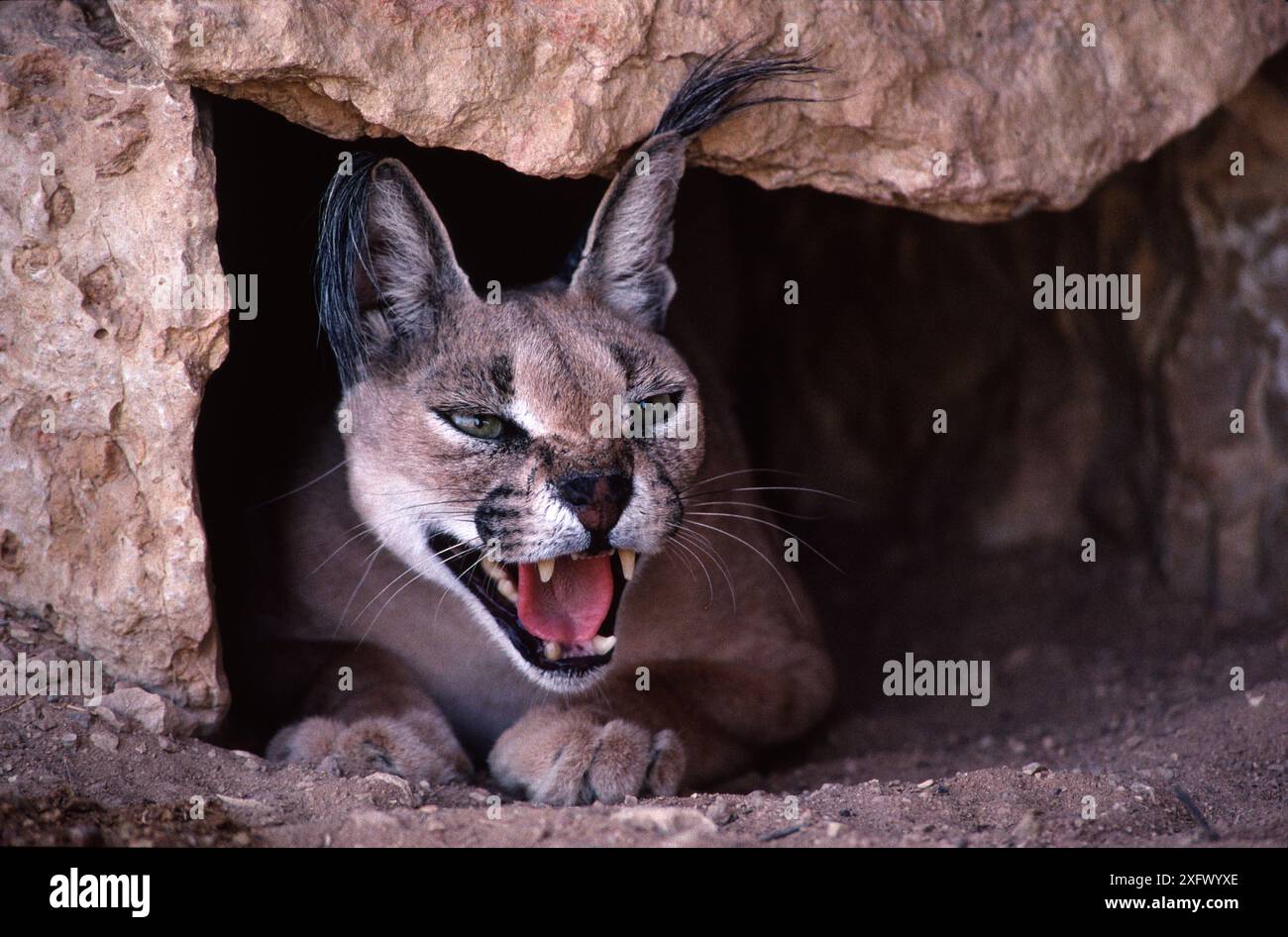 Hissing caracal hi-res stock photography and images - Alamy