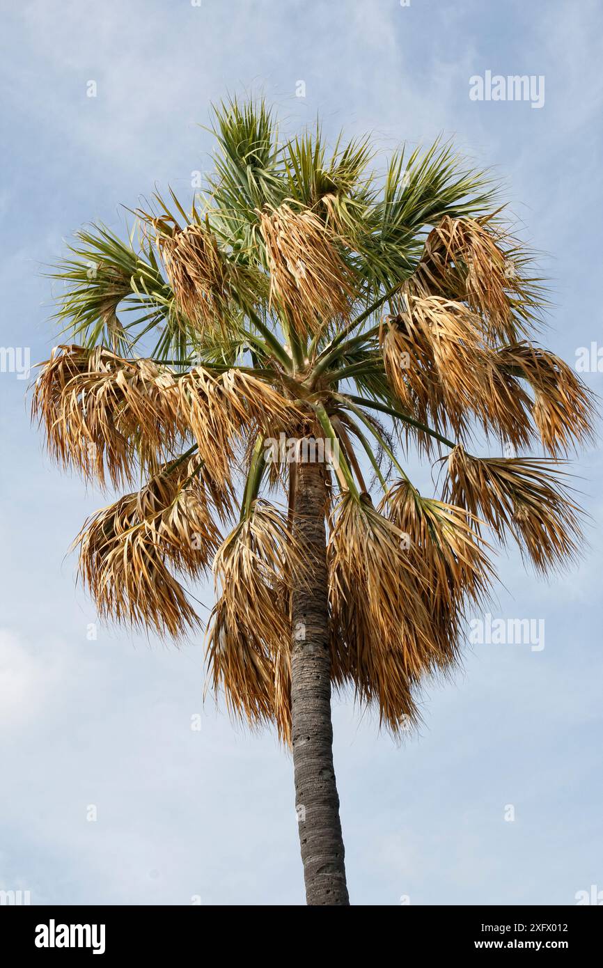 Sabal palmetto trees hi-res stock photography and images - Alamy