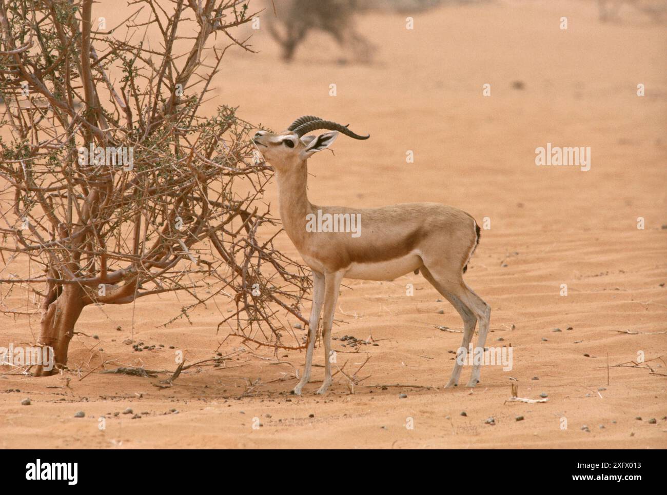 Dorcas gazelle (Gazella dorcas) male feeding on tree Maerua tree during ...