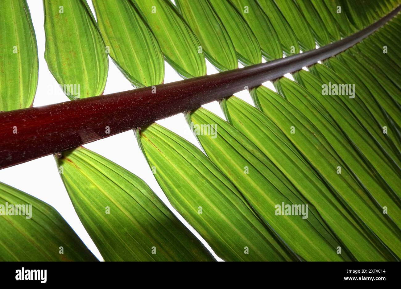Manaca palm (Calyptronoma plumeriana), close-up of pinnately compound ...