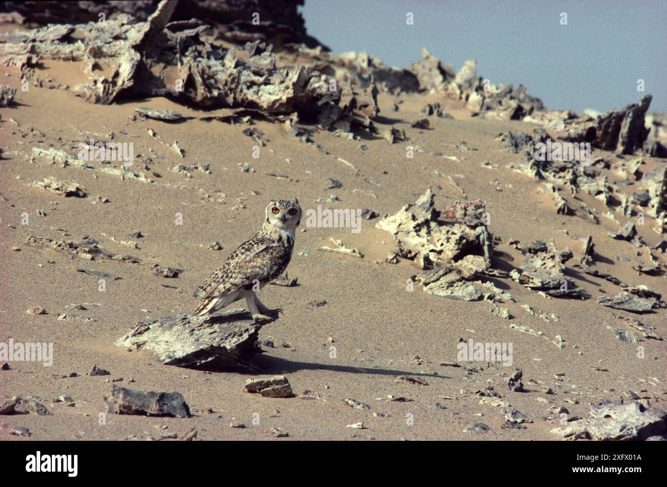 Pharaoh eagle-owl (Bubo ascalaphus) Sahara Desert Stock Photo - Alamy