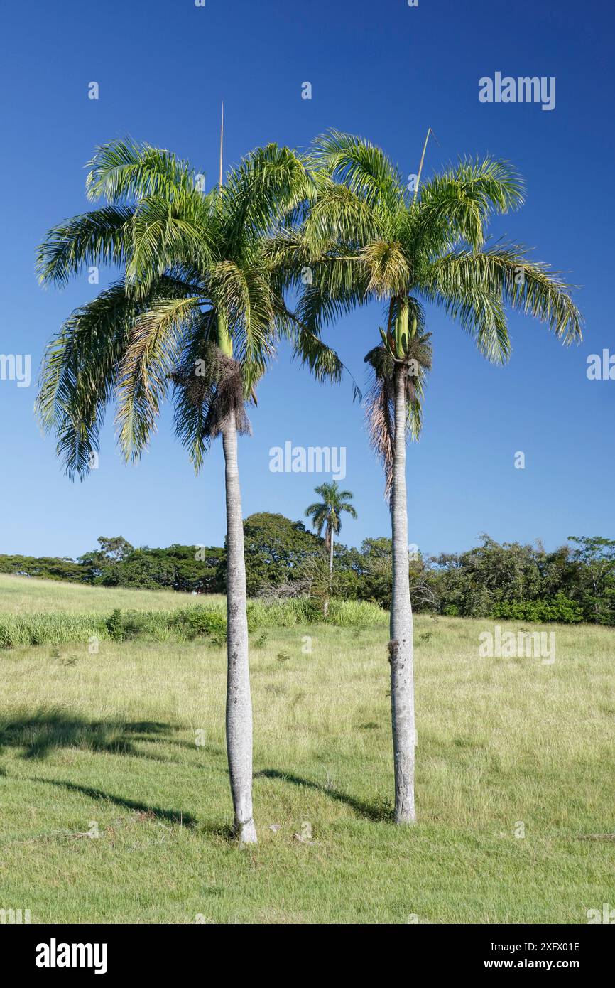 Puerto Rico royal palm (Roystonea borinquena), two palm trees under ...