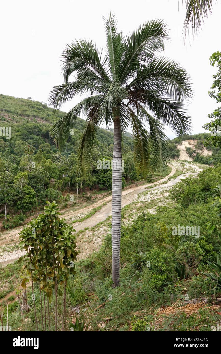 Palmiste marron (Pseudophoenix lediniana) palm tree in tropical forest ...
