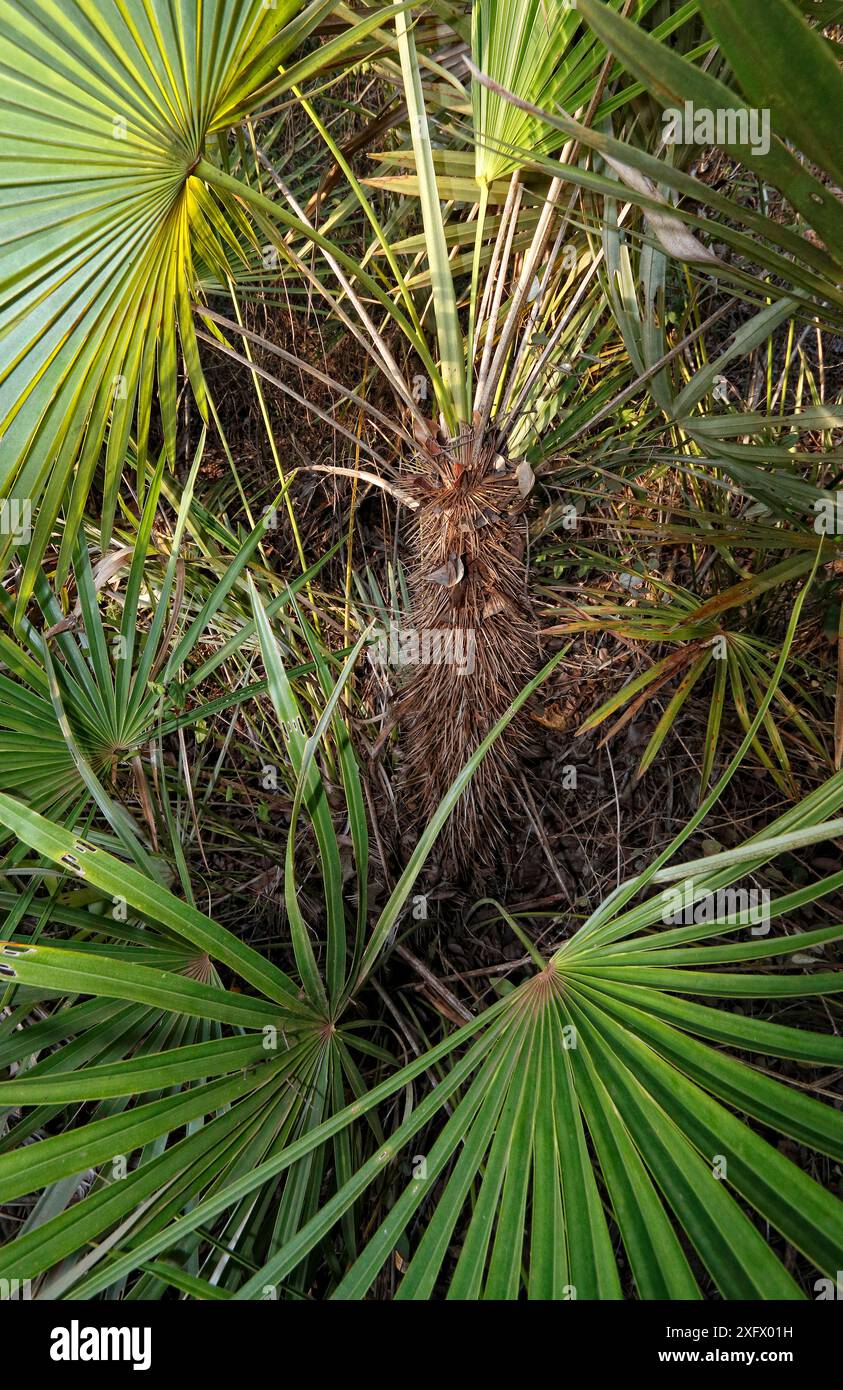 Zombia hi-res stock photography and images - Alamy