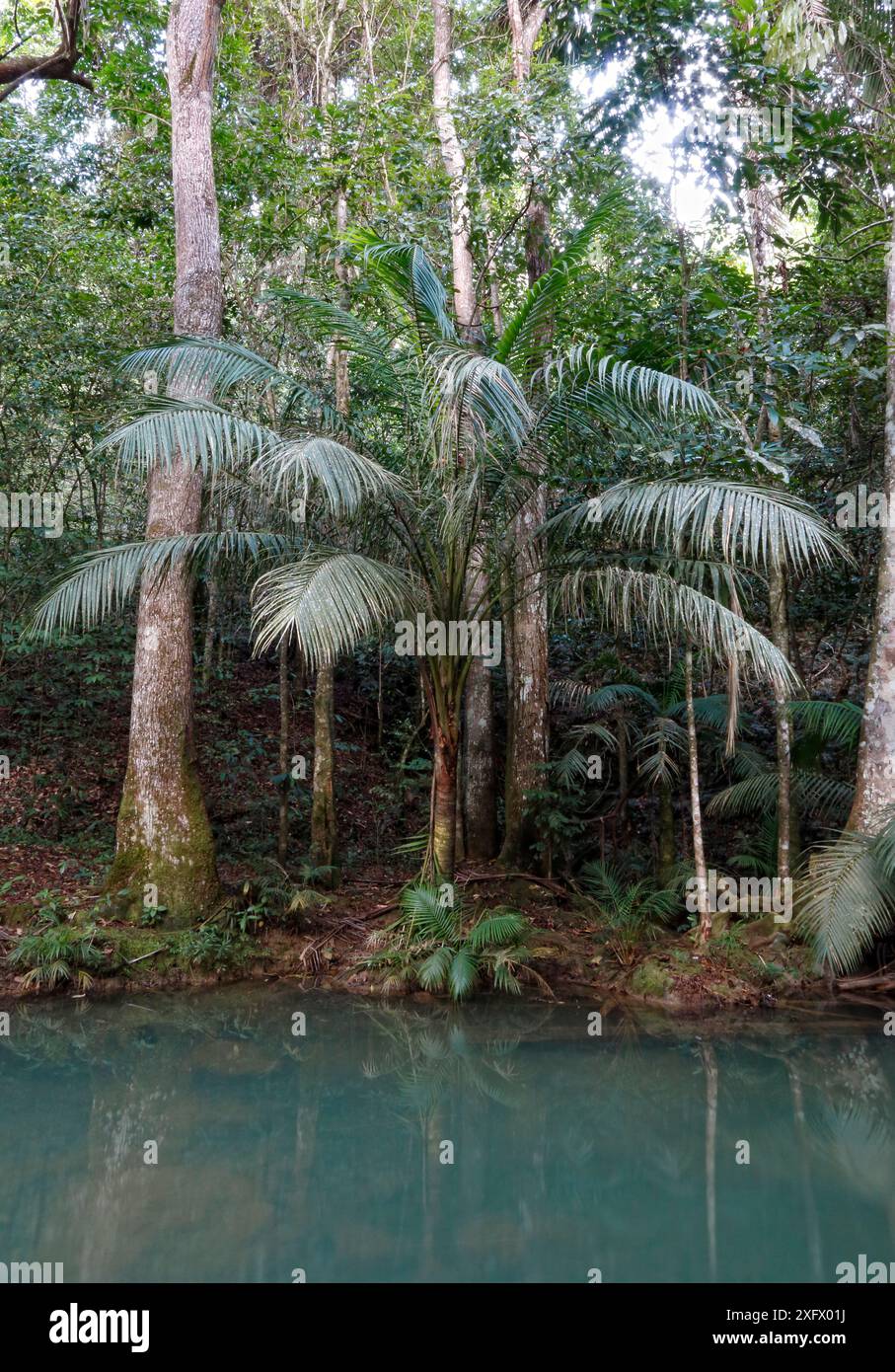 Puerto rican manac hi-res stock photography and images - Alamy