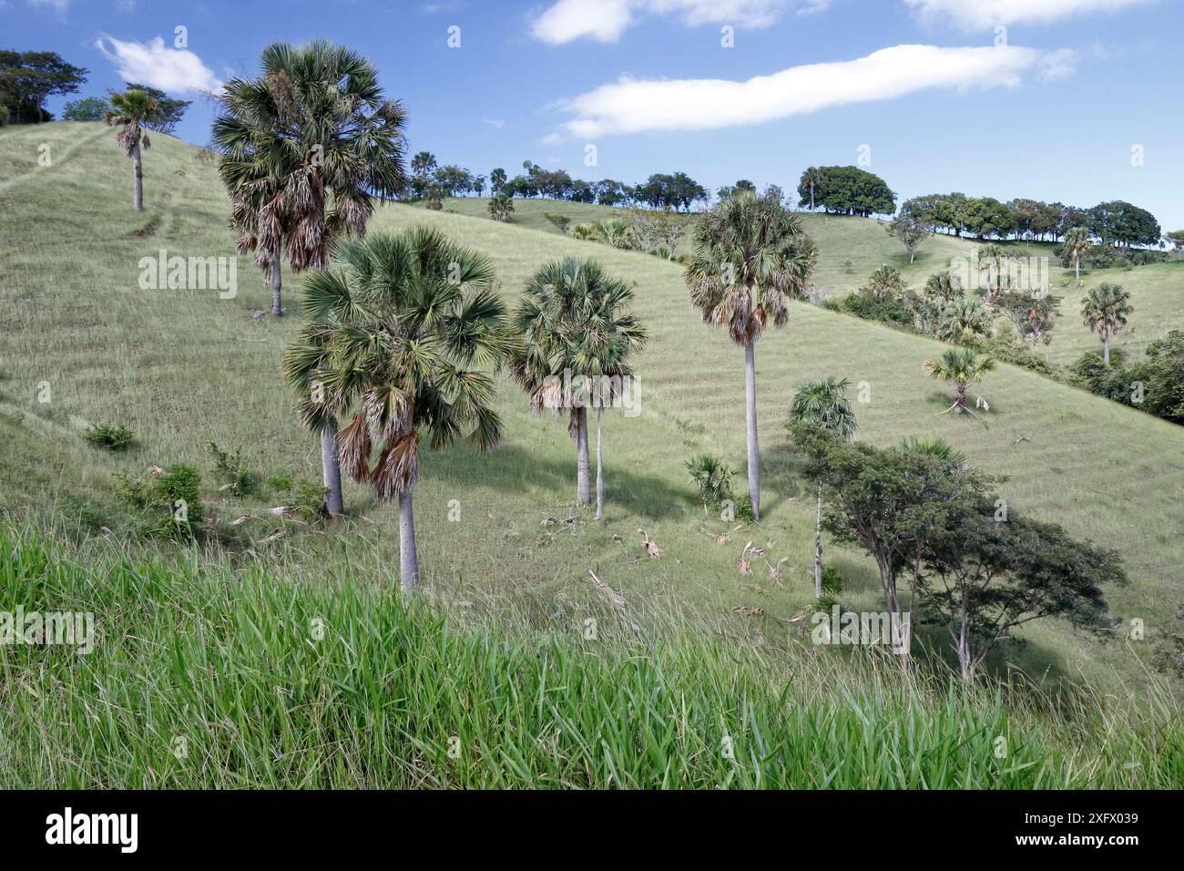 Puerto Rico palmetto (Sabal causiarum) trees on hillside, Hispaniola ...