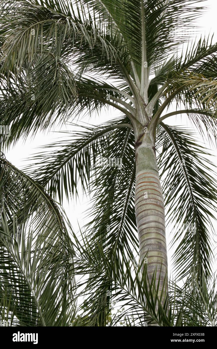 Palmiste hi-res stock photography and images - Alamy
