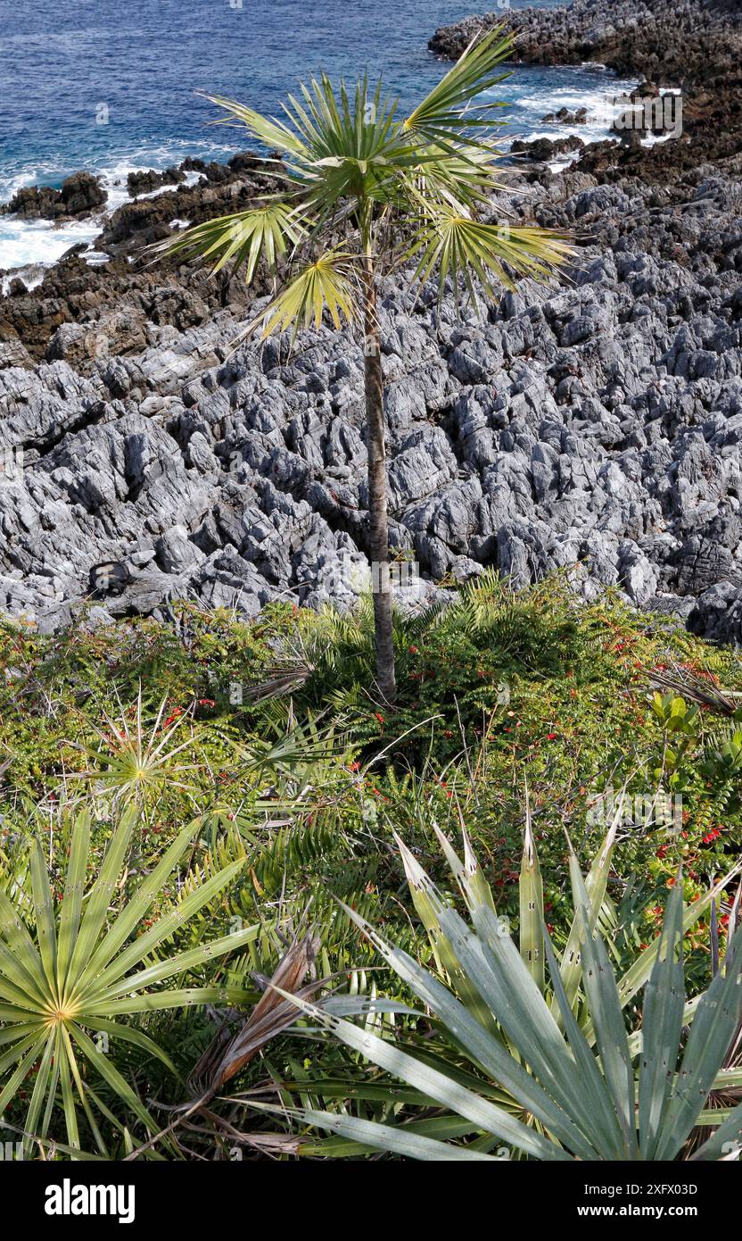 Coccothrinax gracilis hi-res stock photography and images - Alamy