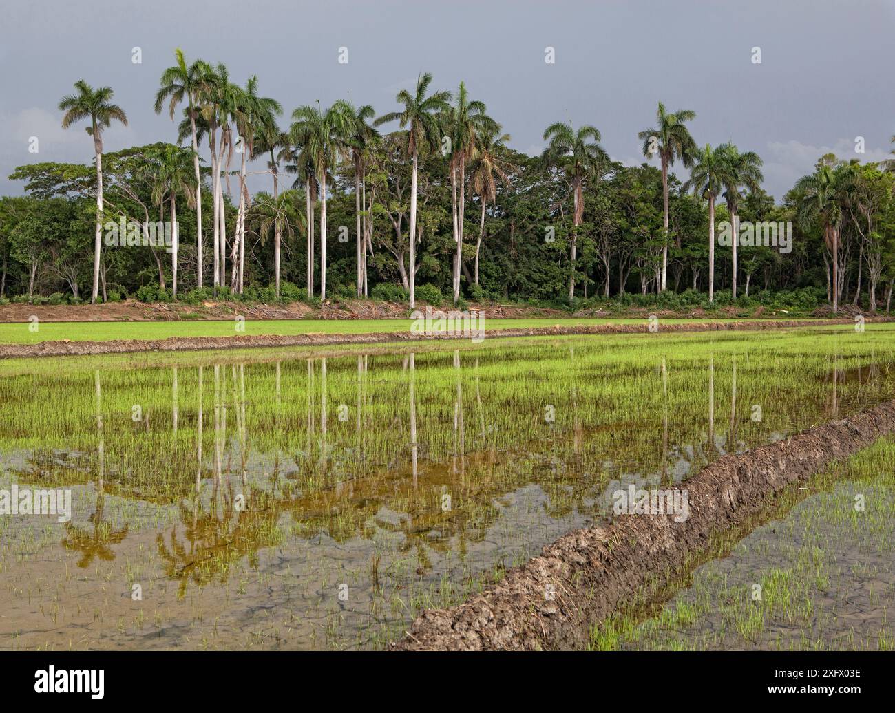 Royal palm (Roystonea borinquena) trees and tropical forest edge ...