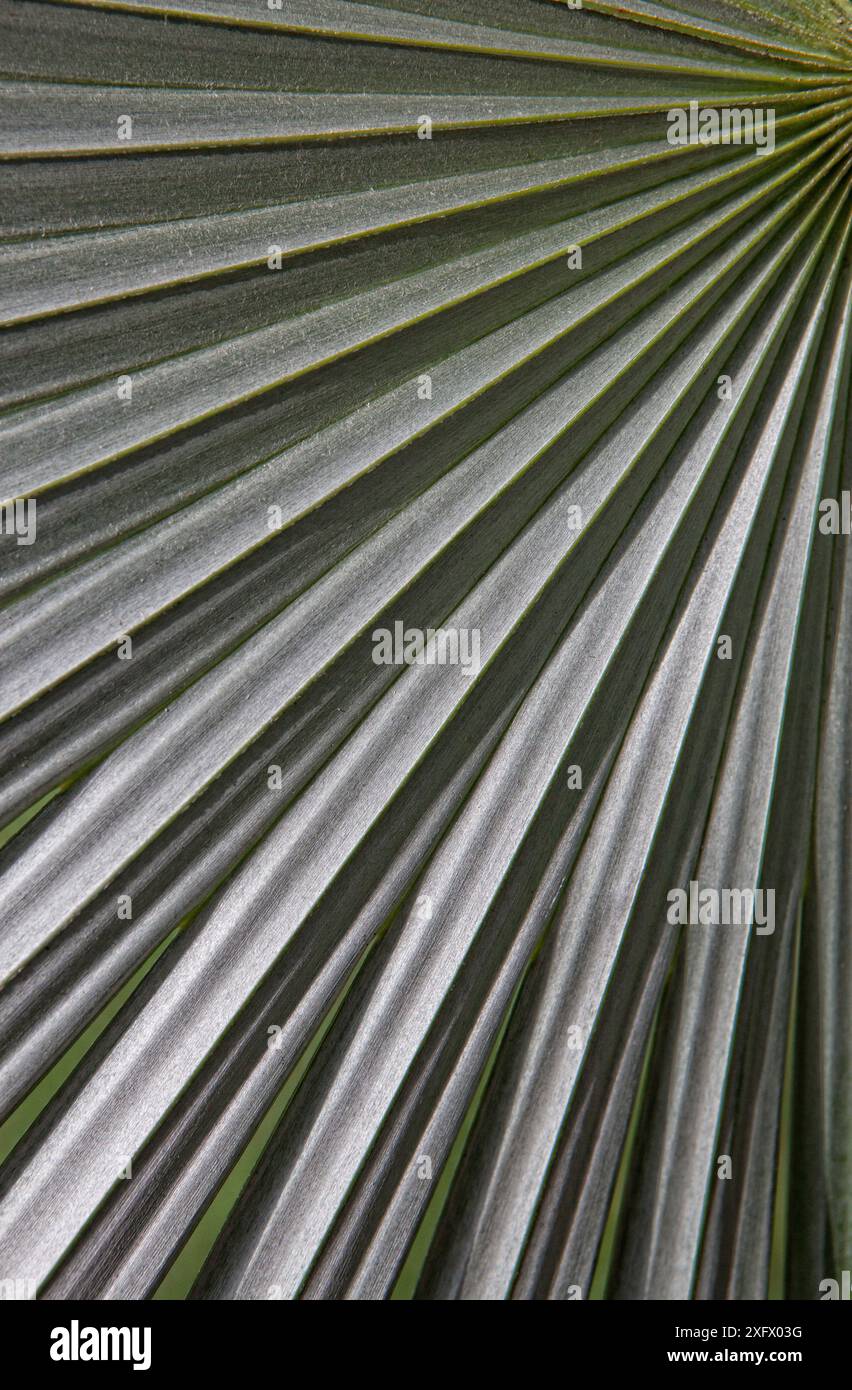 Hispaniola silver thatch palm (Coccothrinax argentea) leaf, Hispaniola ...