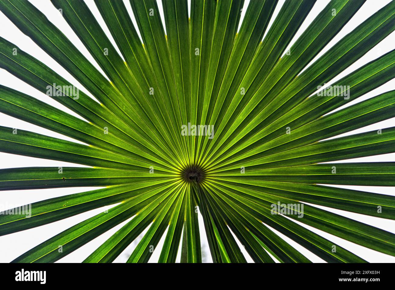 Hispaniola silver thatch palm (Coccothrinax argentea) leaf, Hispaniola ...