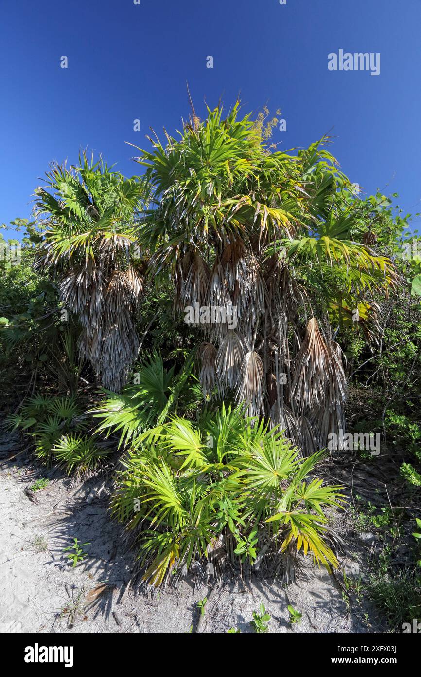 Green thatch palm (Thrinax radiata), Hispaniola Stock Photo - Alamy