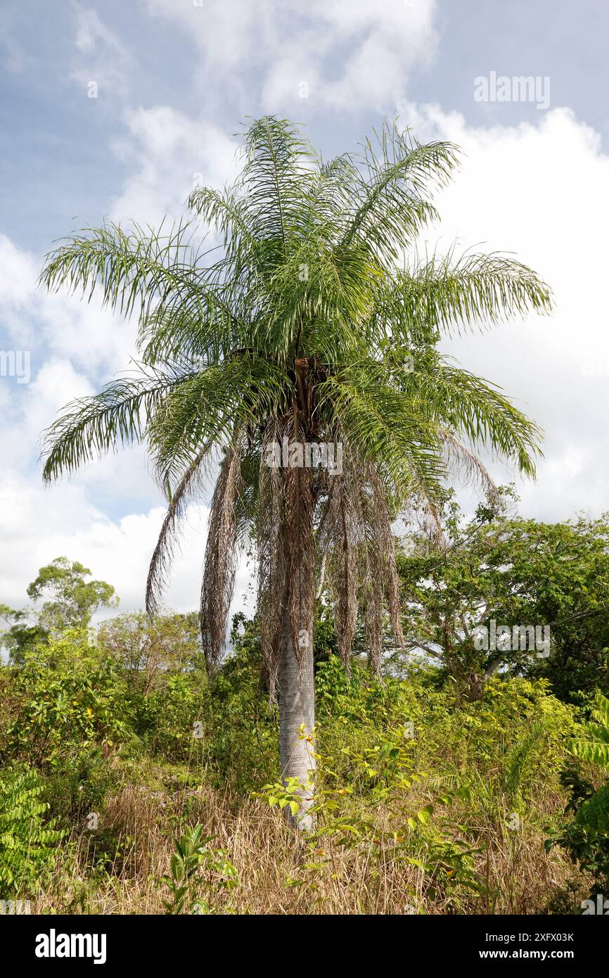 Grugru palm (Acrocomia aculeata) tree, Hispaniola Stock Photo - Alamy