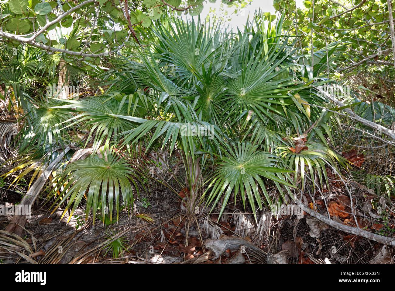 Thrinax morrisii hi-res stock photography and images - Alamy