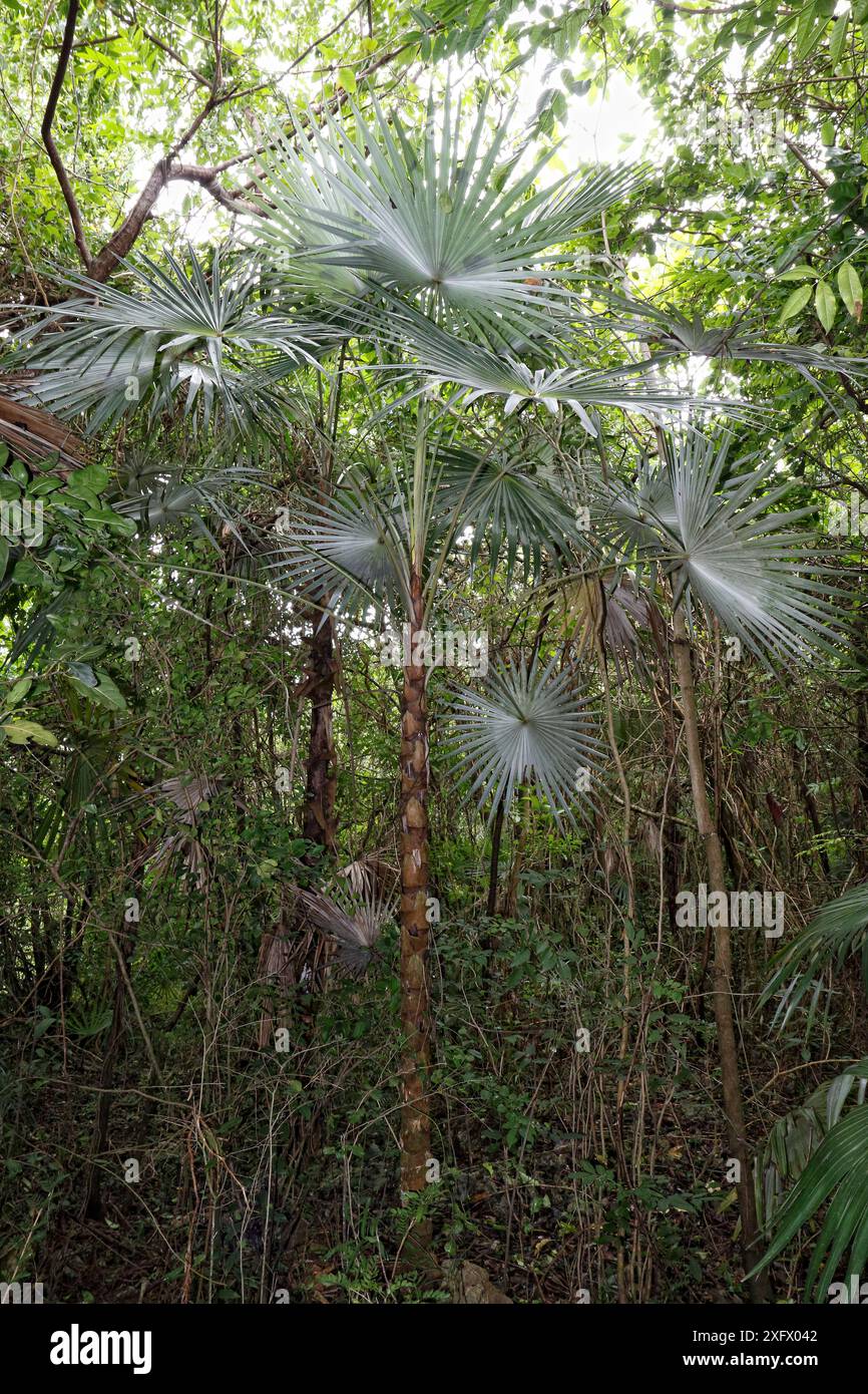 Silver thatch palm (Coccothrinax barbadensis) growing in tropical ...