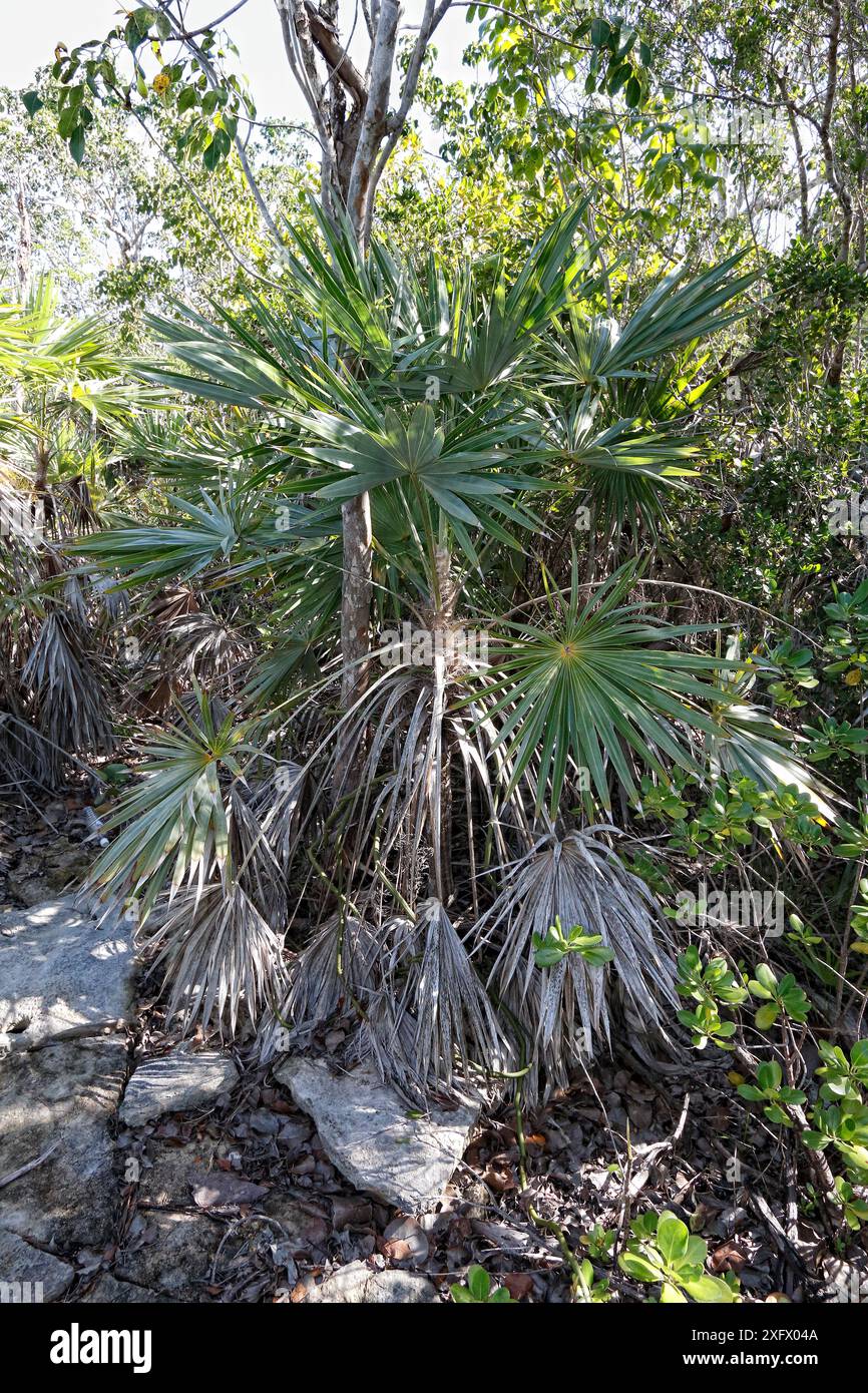 Thrinax morrisii hi-res stock photography and images - Alamy