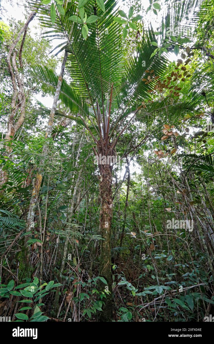 Manaca (Calyptronoma plumeriana) growing in tropical forest, Hispaniola ...