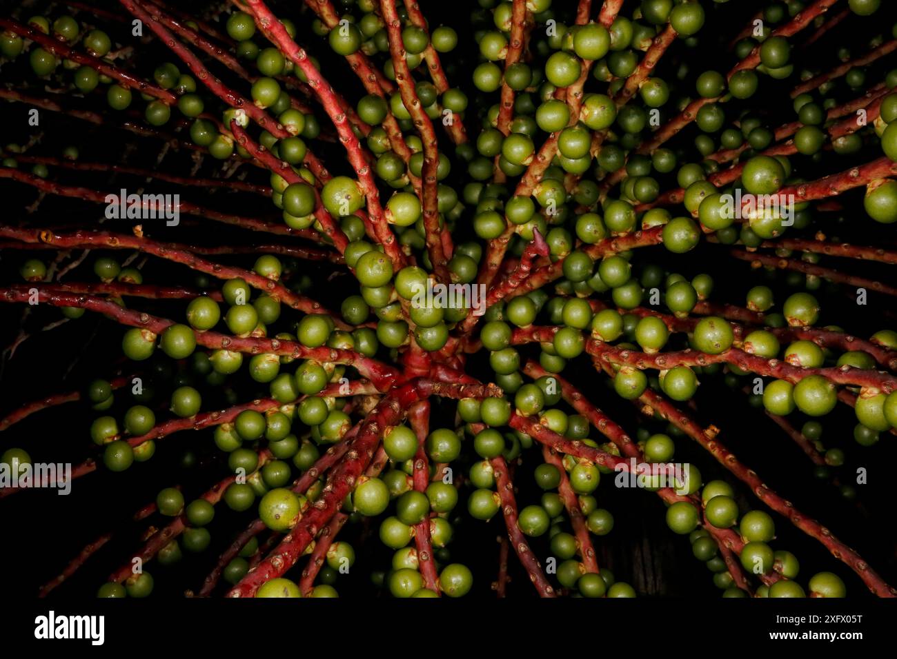 Mountain cabbage palm (Prestoea acuminata) fruit, Hispaniola Stock ...