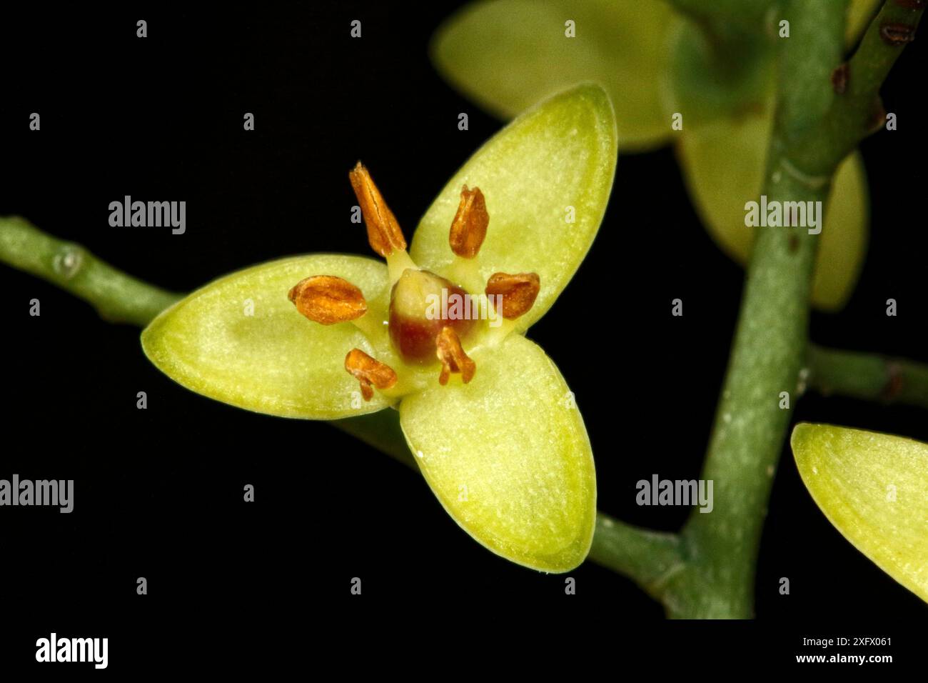 Dominican cherry palm (Pseudophoenix ekmanii) flower, Hispaniola Stock ...