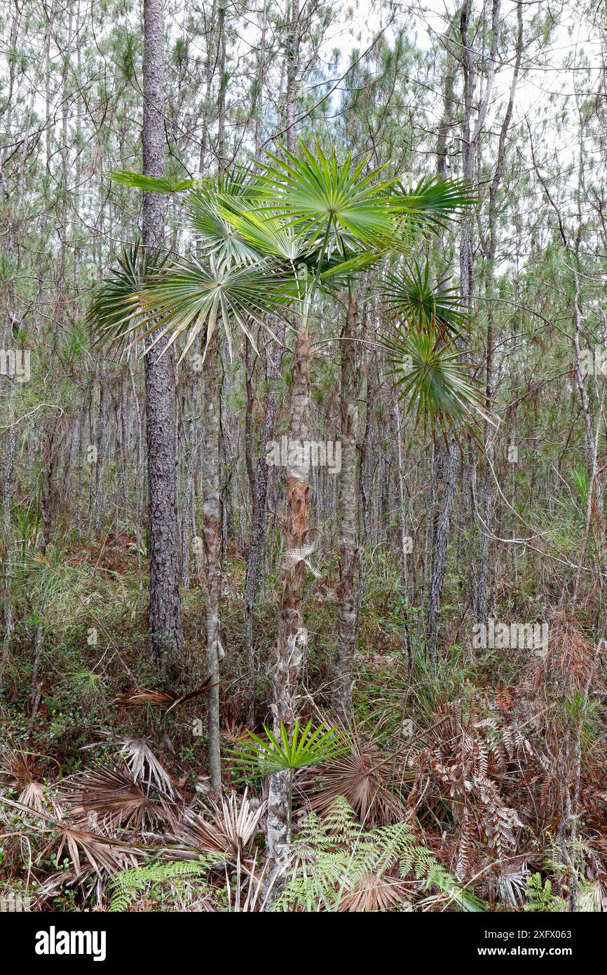 Highland silver palm (Coccothrinax scoparia) growing within pine forest ...