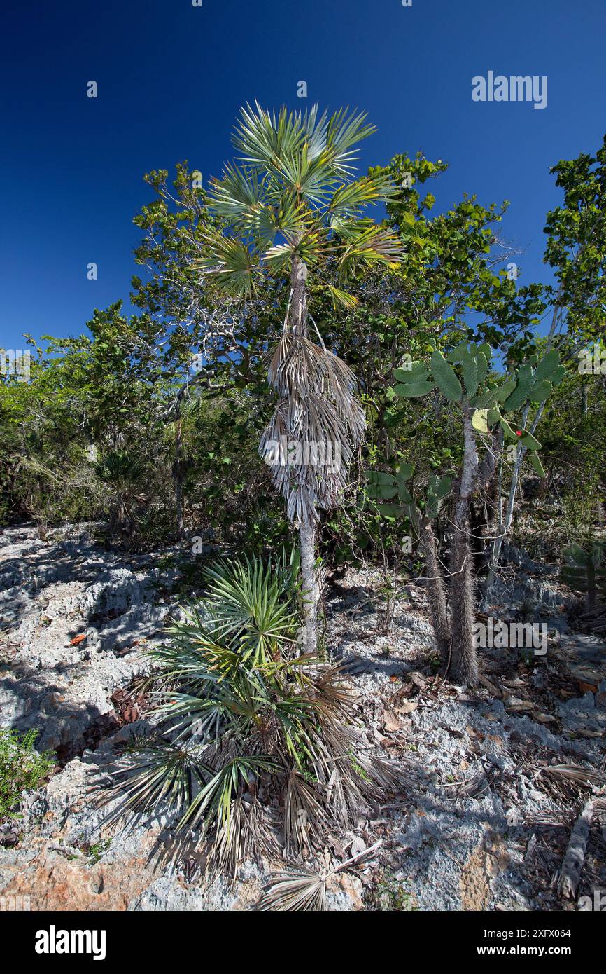 Silver thatch hi-res stock photography and images - Alamy